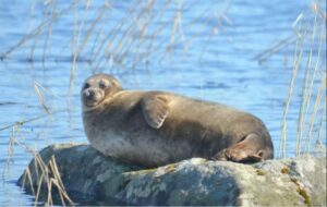 Saimaannorpan kuutteja arvioidaan syntyneen viime talvena 92 - Partisaani